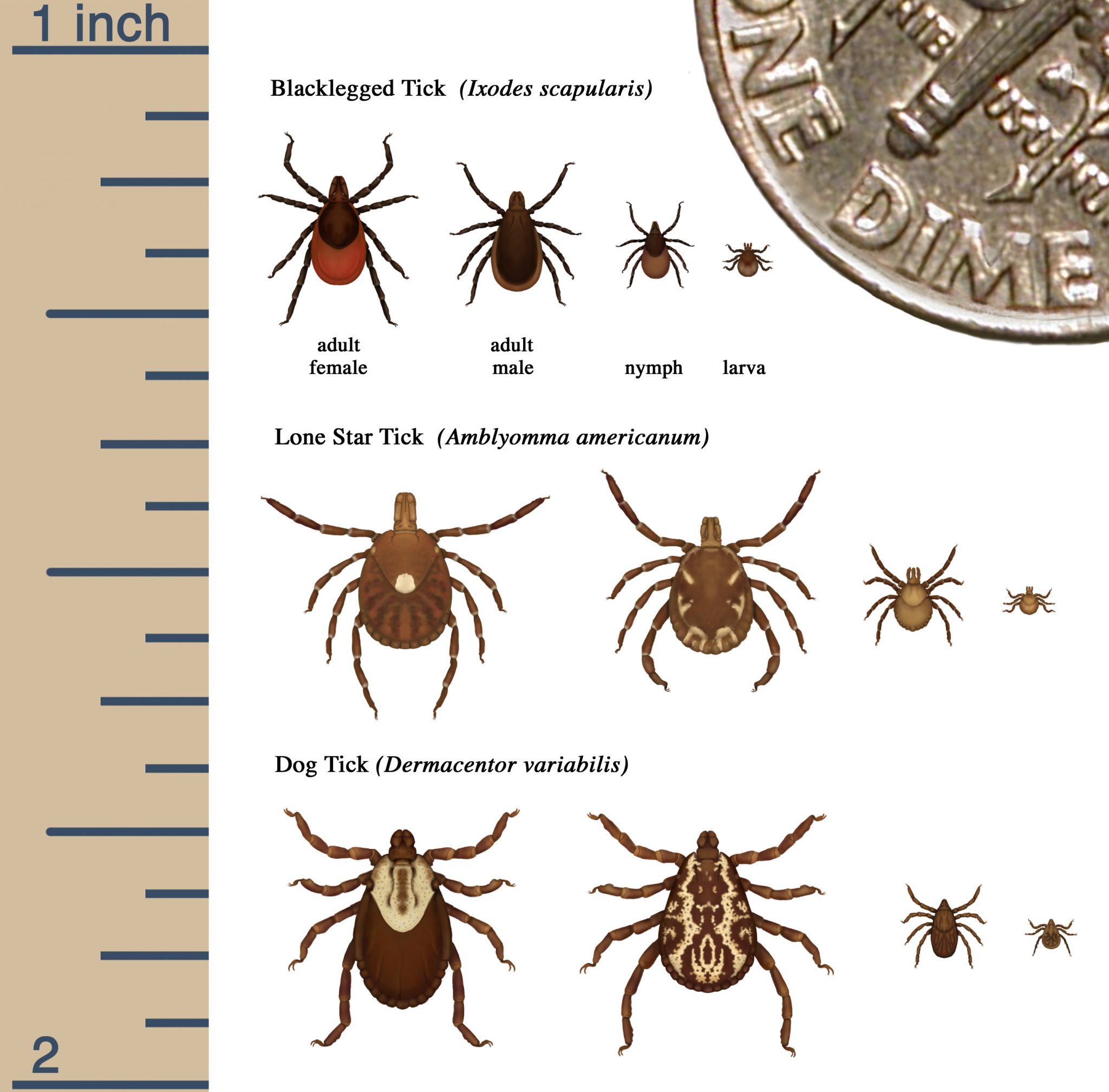 Ticks and Tickborne Diseases | Erie County, PA