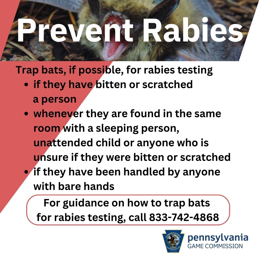 Preventing Rabies from Animal Bites or Scratches | Erie County, PA